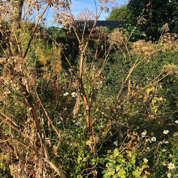 August Newsletter – Rookscroft